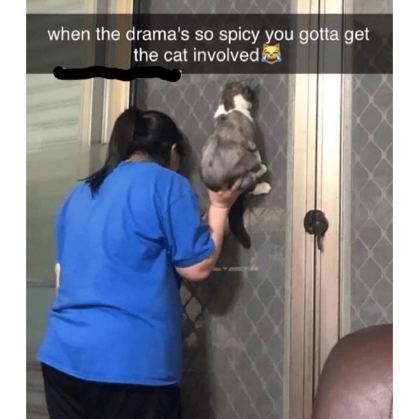 Cat Memes – Clean Memes