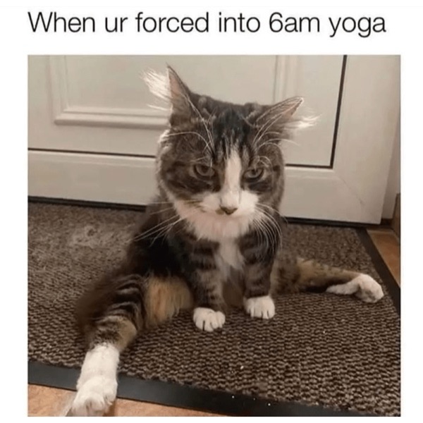 Cat Memes – Clean Memes