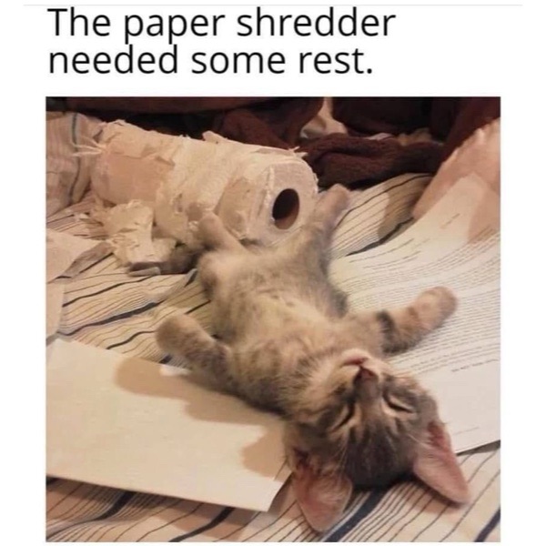 Cat Memes – Clean Memes