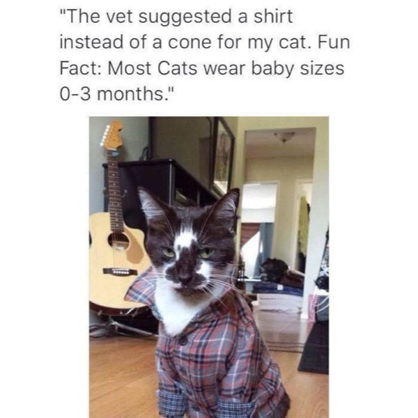 Cat Memes – Clean Memes