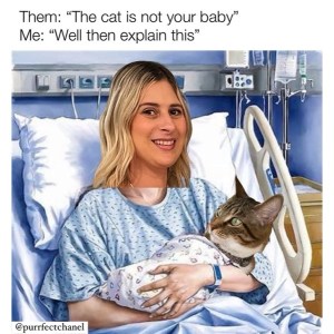 Cat Memes – Clean Memes