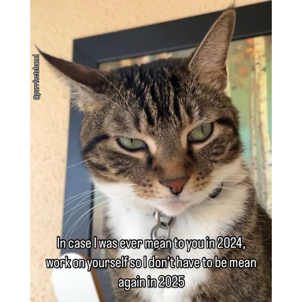Cat Memes – Clean Memes