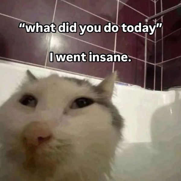 Cat Memes – Clean Memes