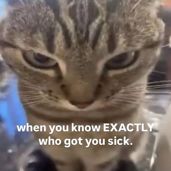 Cat Memes – Clean Memes