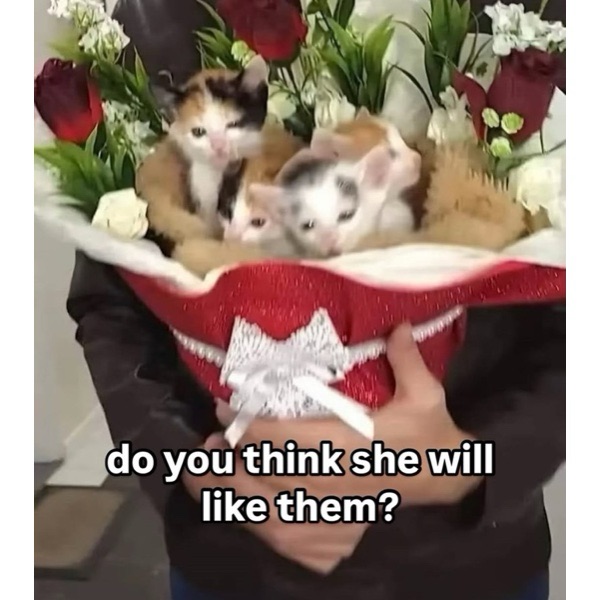 Cat Memes – Clean Memes