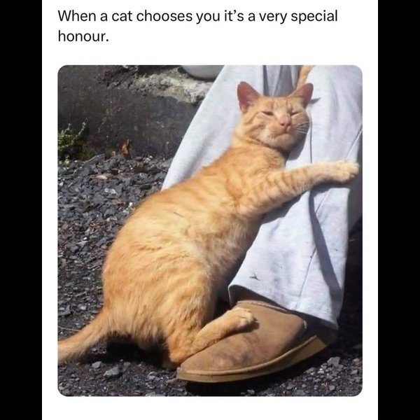 Cat Memes – Clean Memes