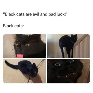 Cat Memes – Clean Memes