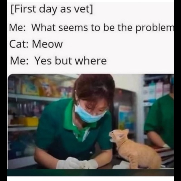 Cat Memes – Clean Memes