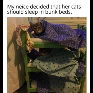 Cat Memes – Clean Memes