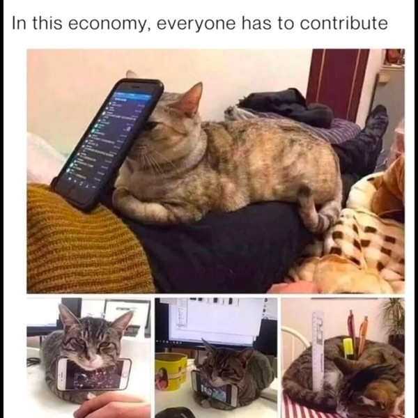 Cat Memes – Clean Memes