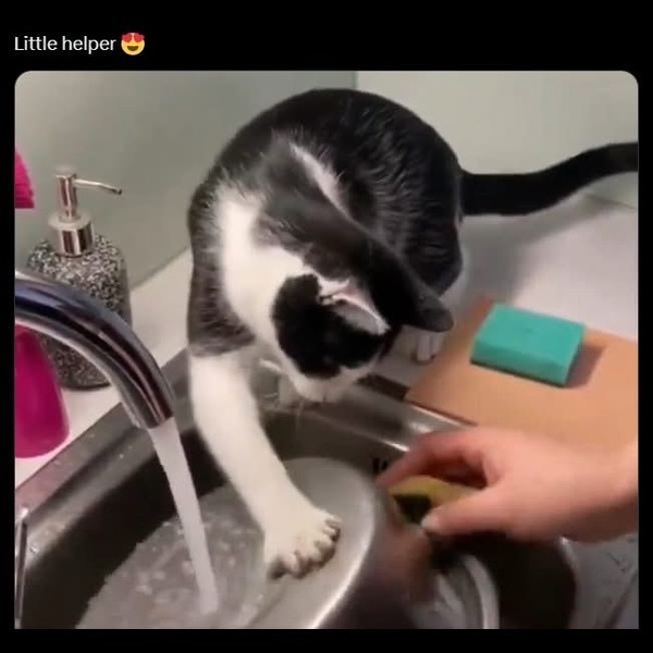 Cat Memes – Clean Memes