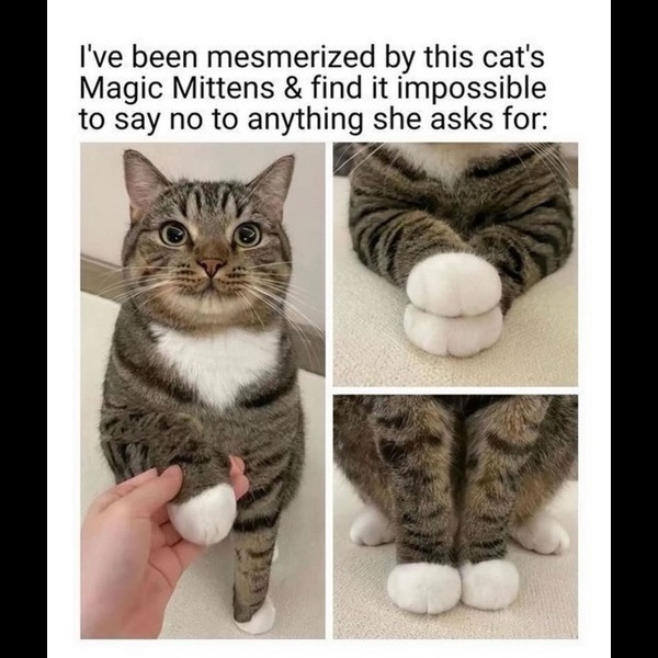 Cat Memes – Clean Memes