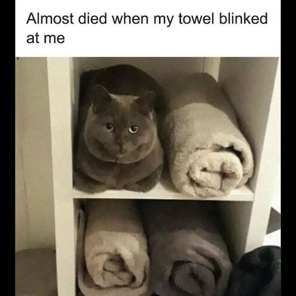 Cat Memes – Clean Memes