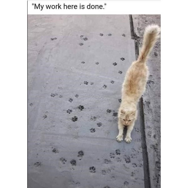 Cat Memes – Clean Memes