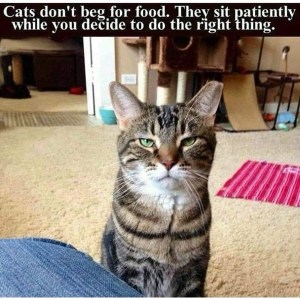 Cat Memes – Clean Memes