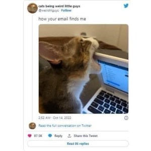 Cat Memes – Clean Memes