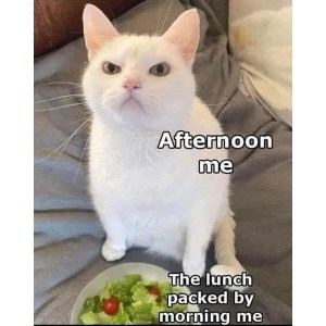 Cat Memes – Clean Memes