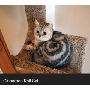 Cat Memes – Clean Memes