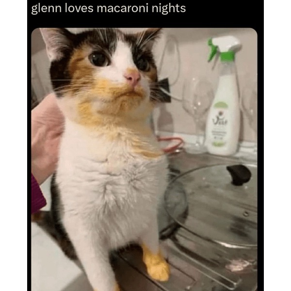 Cat Memes – Clean Memes