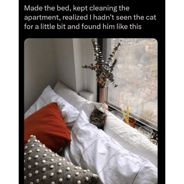 Cat Memes – Clean Memes