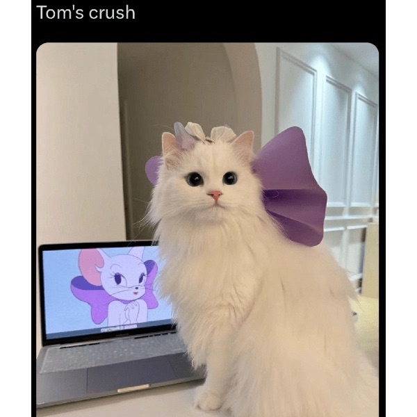Cat Memes – Clean Memes