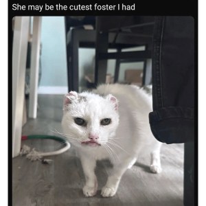 Cat Memes – Clean Memes