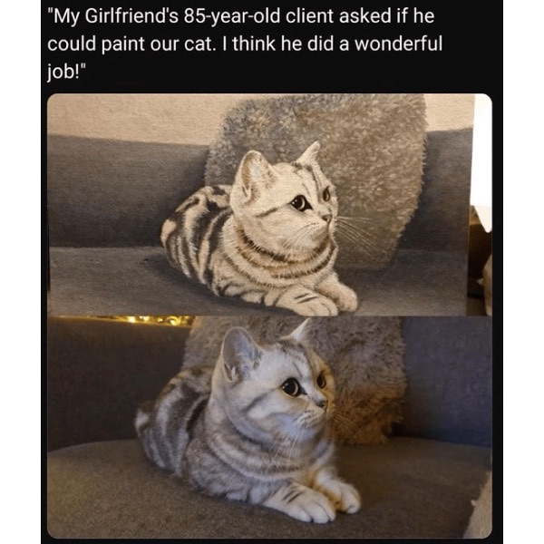 Cat Memes – Clean Memes