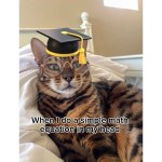 Cat Memes – Clean Memes