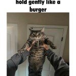 Cat Memes – Clean Memes