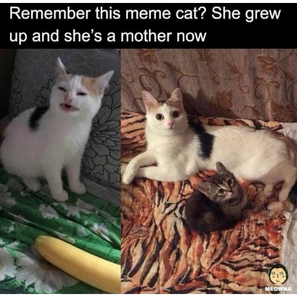 Cat Memes – Clean Memes