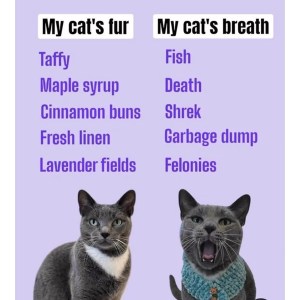 Cat Memes – Clean Memes