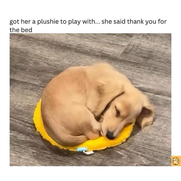 Dog memes 5-23-26 – Clean Memes