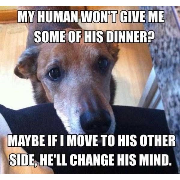 Dog memes 5-25-26 – Clean Memes
