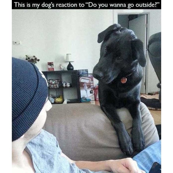 Dog memes 5-25-26 – Clean Memes