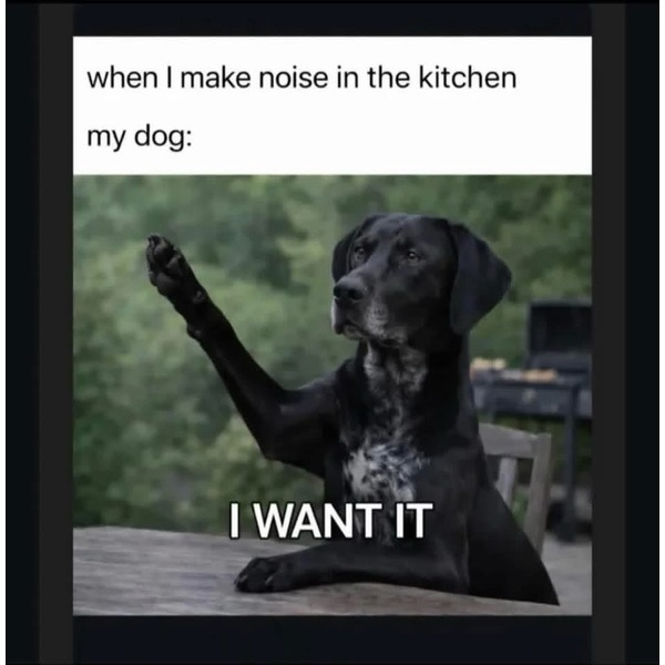 Dog memes 5-29-26 – Clean Memes