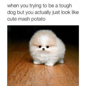 Clean Memes – The best and most clean memes online.