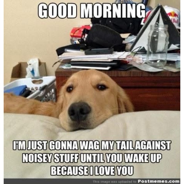Dog memes 6-7-26 – Clean Memes